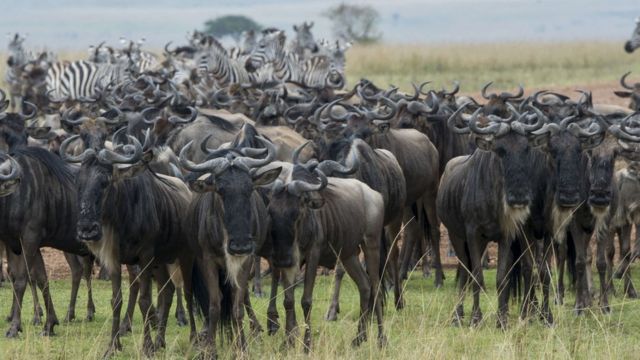 Mwenendo wa nyumbu kati ya Serengeti na Maasai Mara unavyoshangaza ...