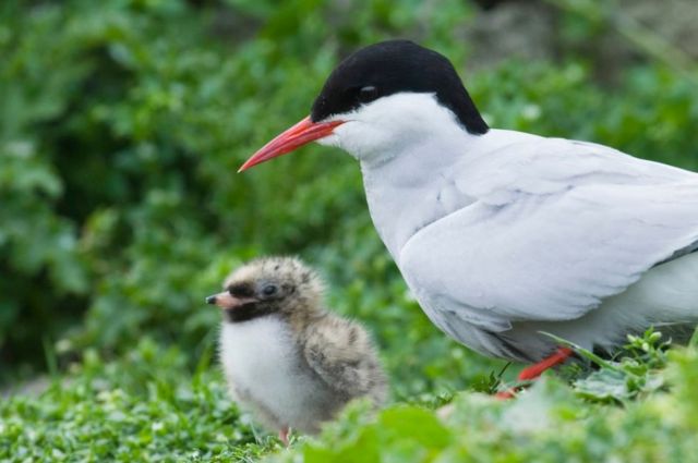 Baby Arctic Tern