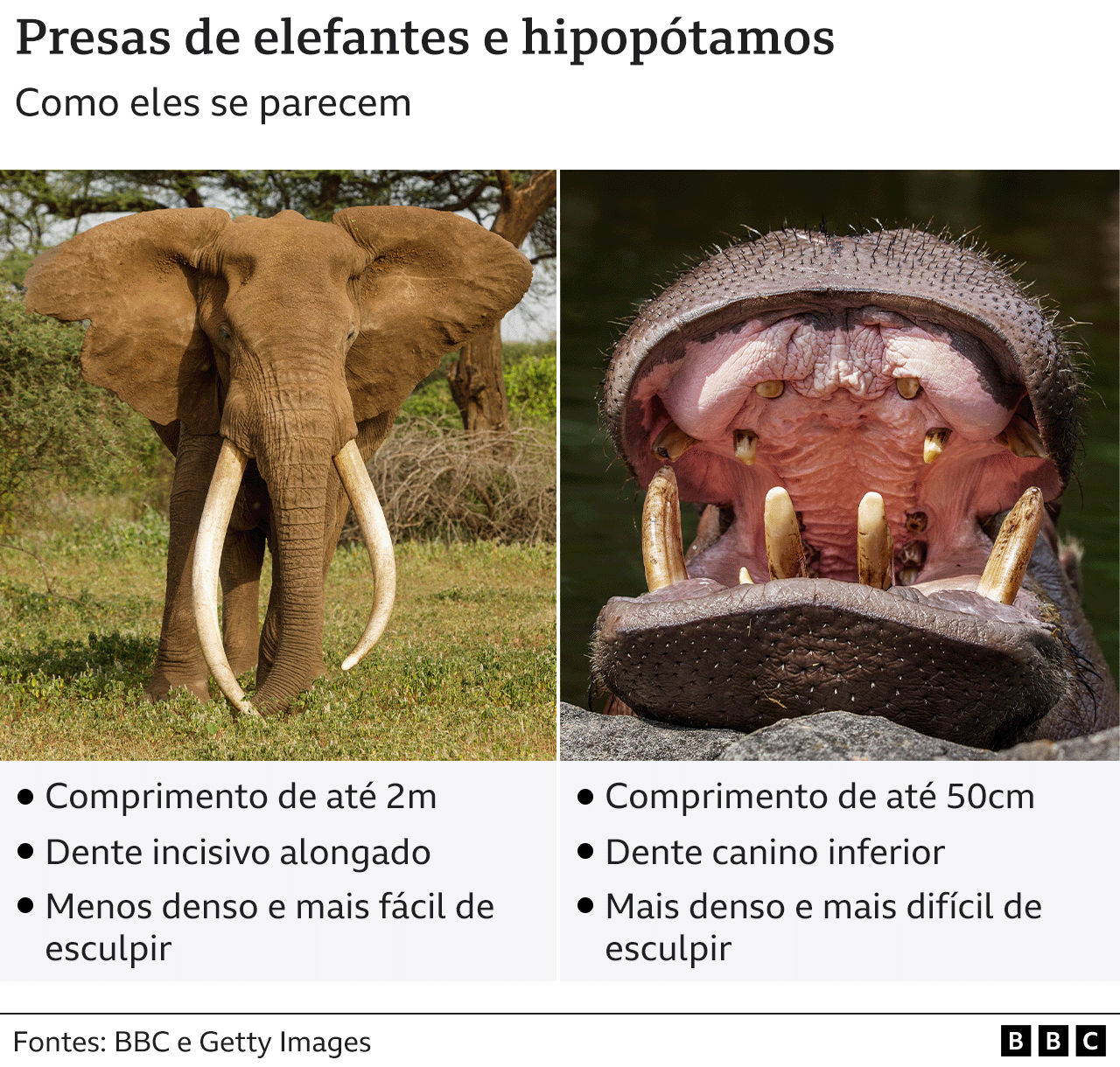 Por que hipopótamos viraram alvo de caçadores - BBC News Brasil