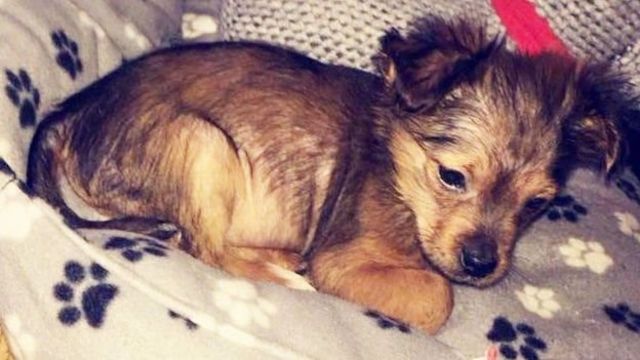 Pria yang memukuli anak anjing hingga mati telah dihukum penjara - BBC News Indonesia