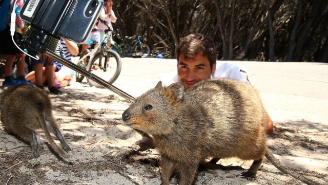 El selfie de Roger Federer con un quokka, "el animal más feliz del ...