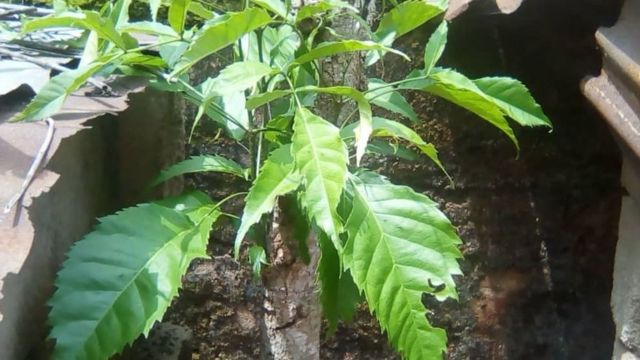 Sacred Trees: Osisi ndị dị mkpa n'Igbo oge gboo na ihe omimi so ha ...