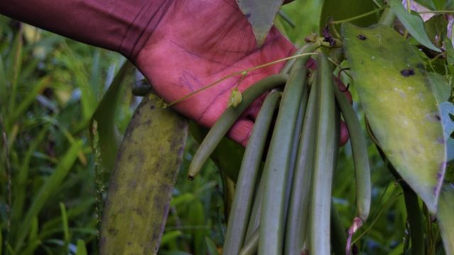 Vanille : Madagascar craint une baisse de la production - BBC News Afrique