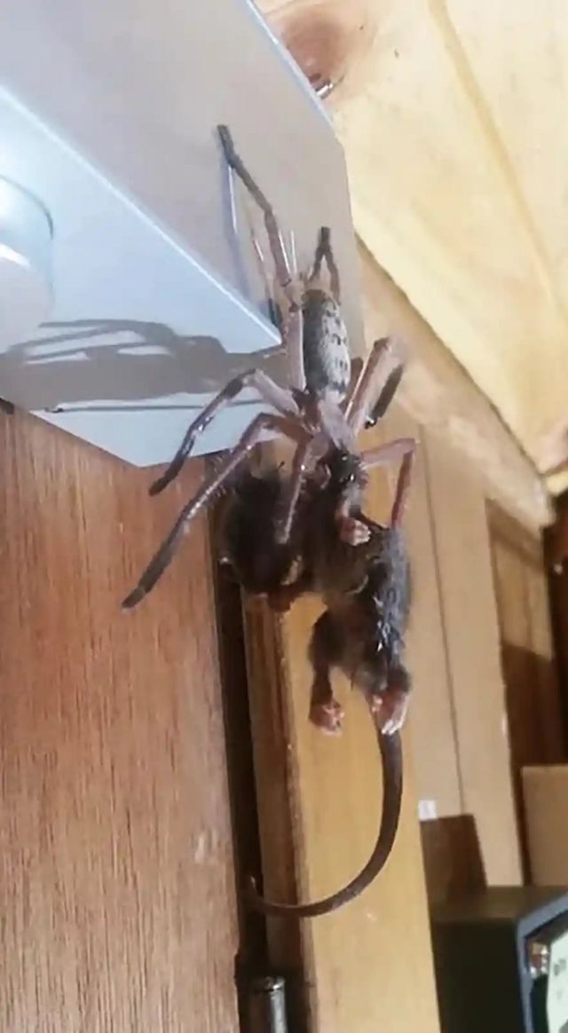 As impressionantes fotos de aranha comendo um gambá-pigmeu na Austrália ...