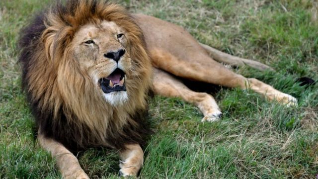 Il fait garder sa maison par un lion - BBC News Afrique
