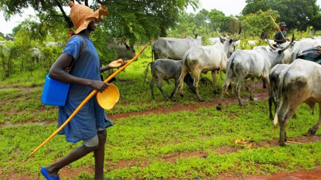 Fulani herdsmen: Ghana gov't build cattle ranch to control wahala - BBC News Pidgin