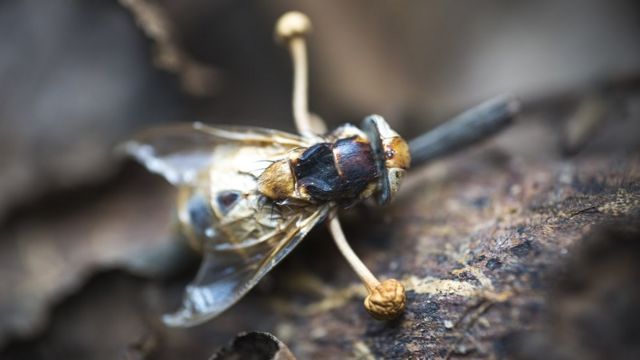The Last of Us: Apakah jamur Cordyceps bisa membunuh dan mengubah ...