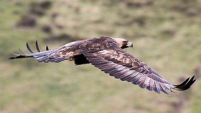 Ffermwr yn canfod 'eryr prin' yn ardal Llanuwchllyn - BBC Cymru Fyw