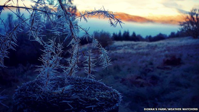 Protecting your garden from frost - BBC Weather