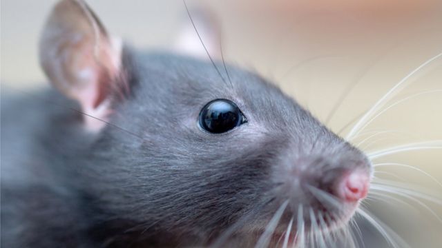 Por qué a algunos humanos, chimpancés y ratas les gustan las cosquillas ...