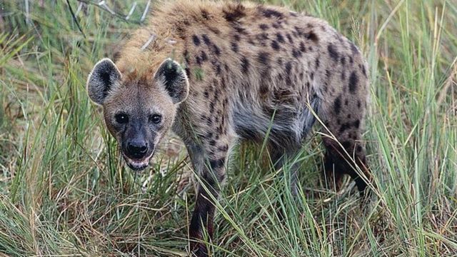 तरस हा प्राणी कसा असतो? कुठे आढळतो? त्याची वैशिष्ट्ये काय आहेत? - BBC ...