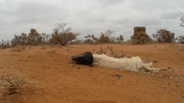 Sawirro: Abaaraha ka taagan gobolka Soomaalida Itoobiya - BBC News Somali