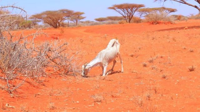 Abaarta Soomaaliya: "Dadka iyo xooluhuba hal raashiin ayay wada cunaan ...