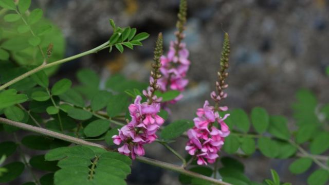 El extraordinario color azul que inventaron los mayas en el México precolonial - BBC News Mundo