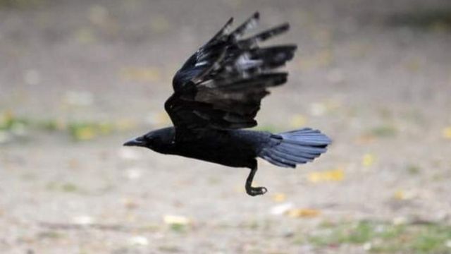 Kunguru alazimu ndege ya wanajeshi wa AMISOM kutua Burundi - BBC News ...