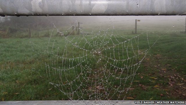 The webs are out! - BBC Weather