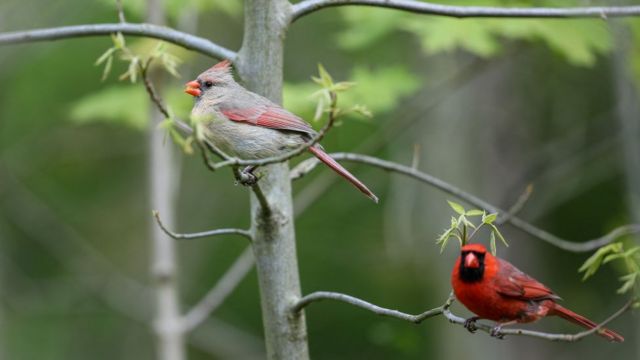 Amy Cooper: Franklin Templeton sack white woman wey call police say ...