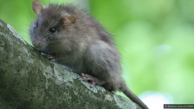 Životinje, istrebljenje i priroda: Da li je pacovima mesto u tropskom ...
