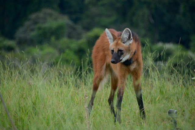 Lobo-guará, o 'semeador de árvores' ameaçado na natureza e homenageado ...