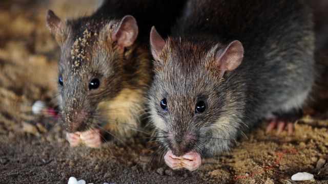 Japanski trgovinski lanac se izvinio zbog pacova u prodavnici - BBC ...