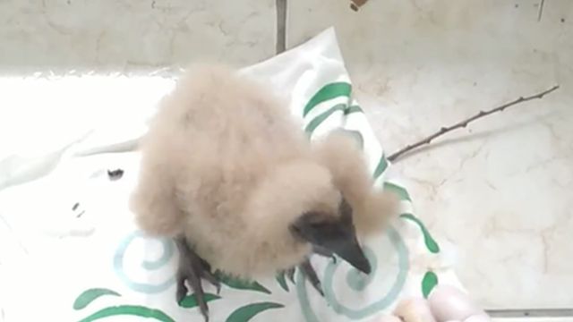 'Meu urubu não é meu animal de estimação, é meu filho' - BBC News Brasil