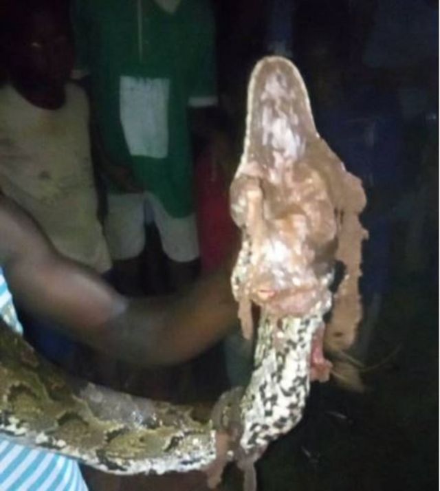 Africa's longest snake: Anyị gburu Eke ogba ọ bụghị Eke Idemmili - Ndị ...