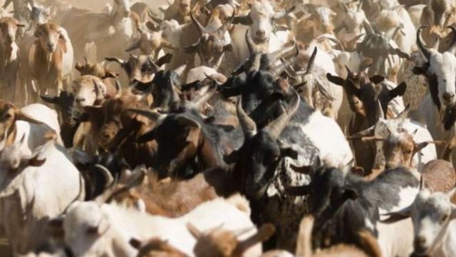 Dem 'detain' politician goats for Ethiopia - BBC News Pidgin