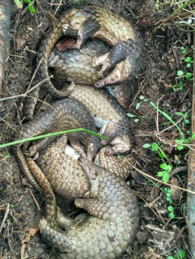 Puluhan trenggiling selundupan dilepasliarkan di Riau - BBC News Indonesia