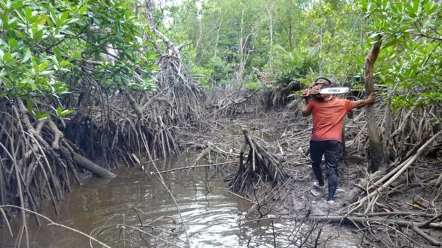 Hutan mangrove terancam hilang di Kalimantan - Dilema masyarakat Kubu Raya antara lingkungan dan ...