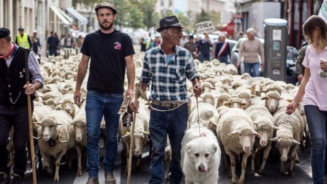 Properti dirusak beruang, peternak Eropa dapat ganti rugi - BBC News ...