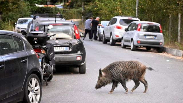 Roma'da domuz vebası vakası görülmesi üzerine piknik yasağı - BBC News ...