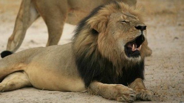 Cecil the lion: £300,000 donated to Oxford researchers - BBC News
