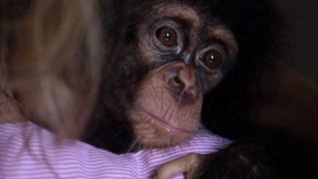 Bayi simpanse korban penyelundupan satwa telah mati - BBC News Indonesia