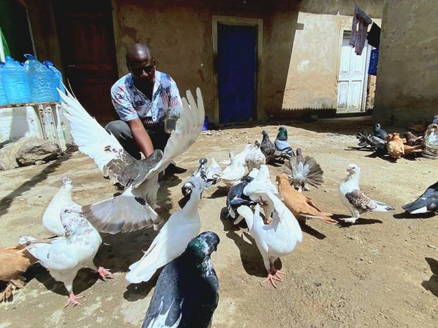 Hawa ni njiwa wa mapambo mmoja tu ana thamani sawa na kilo 150 za ...