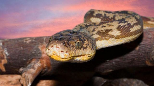 Indoneeshiyaa: Reeffa dubartii baddee barbaadamaa turte garaacha jawwee ...