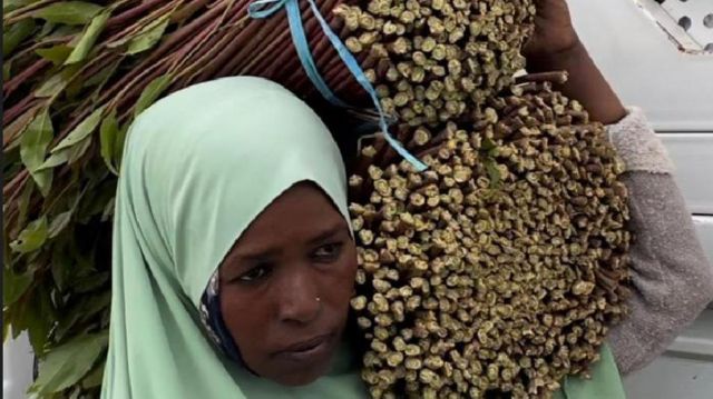 Rakkoo gabaa jimaafi komii qonnaan bultoota Harargee - BBC News Afaan ...