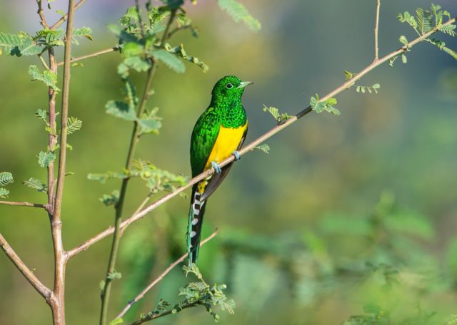 አስራት አያሌው፡ አእዋፍን እያደነ ፎቶ የሚያነሳው ኢትዮጵያዊ - BBC News አማርኛ