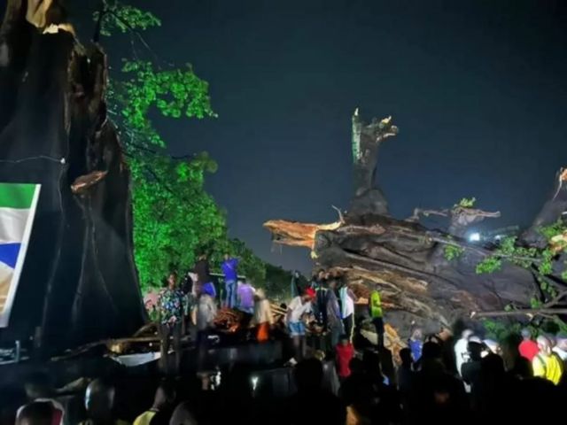 Cotton tree: Reason why dis fallen cotton tree for Sierra Leone dey ...