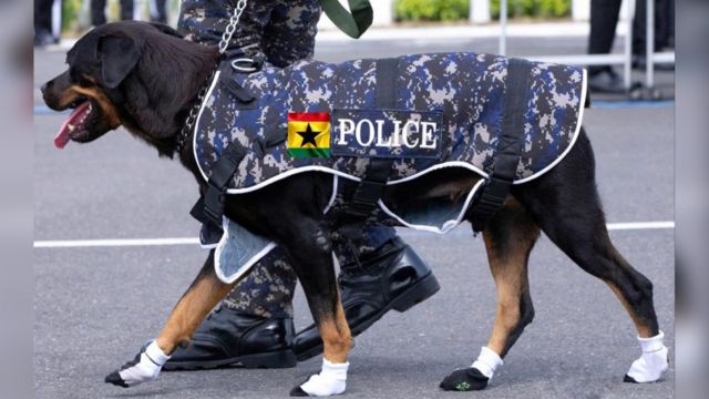 Ghana Police K-9 unit: Lance Corporal Chloe and di oda dogs wey dey ...