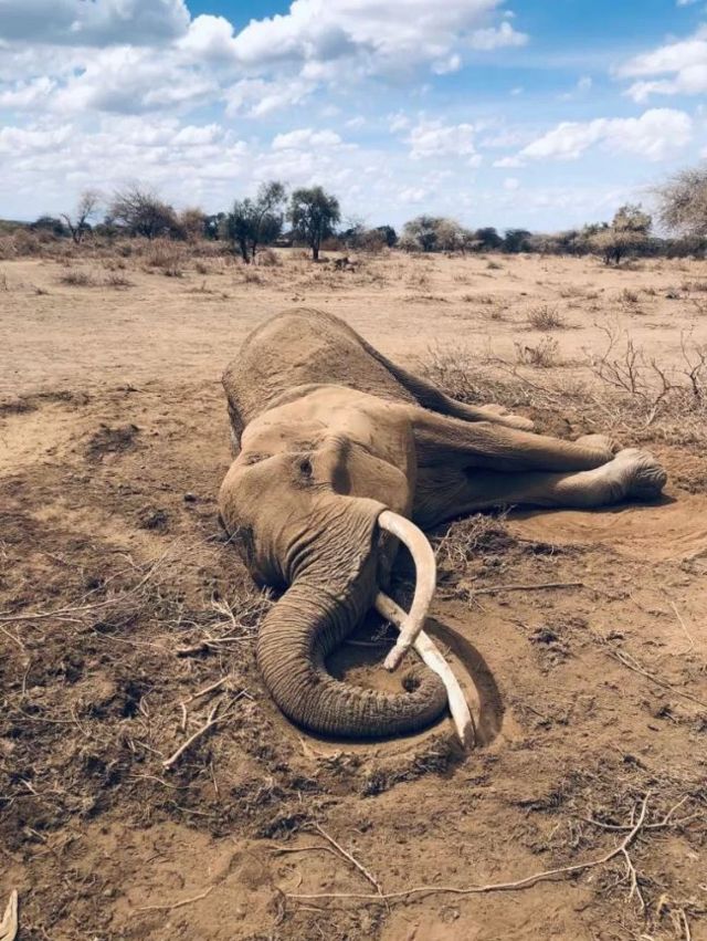 K﻿enya-Amboseli: Ibiziga n'umunuko w'ibokoko vyapfuye kubera uruzuba ...