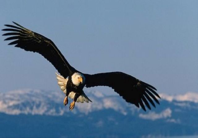 Shimbiro Soomaaliya ay caan ku tahay oo laga cabsi qabo in qaarada ...