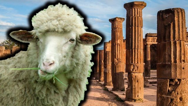 Hoolota marga dheeduun hambaa durii kunuunsan wal baraa - BBC News ...