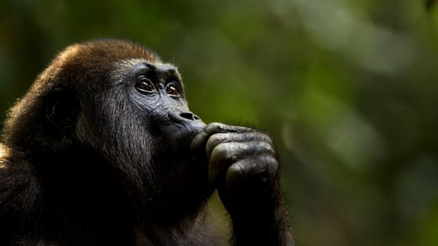 Ubongo wa binadamu una nini kinachotufanya kuwa na akili kuliko viumbe ...