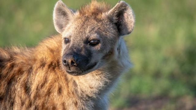 Galamsootti waraabessi kilinika namaa seene 'lilmoo waraannatee' bahe ...