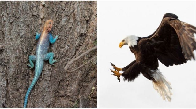 Igbo culture and animal Totems: Etu Igbo si ahụta ugo,ngwere, nwamba na ...