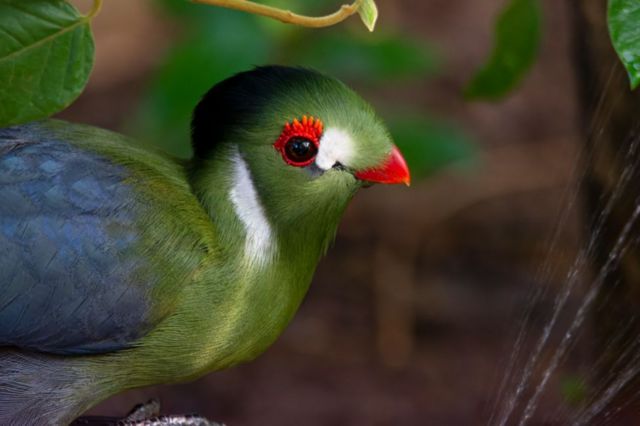 Lammii Itoophiyaa hojii isaa dhiisee simbirroo gaadee suuraa kaasu ...