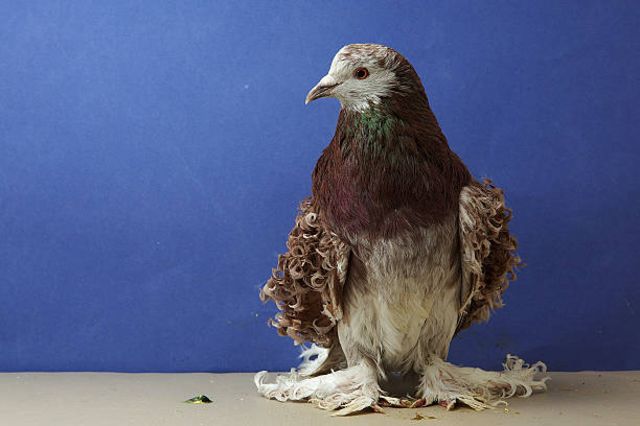 Hawa ni njiwa wa mapambo mmoja tu ana thamani sawa na kilo 150 za ...