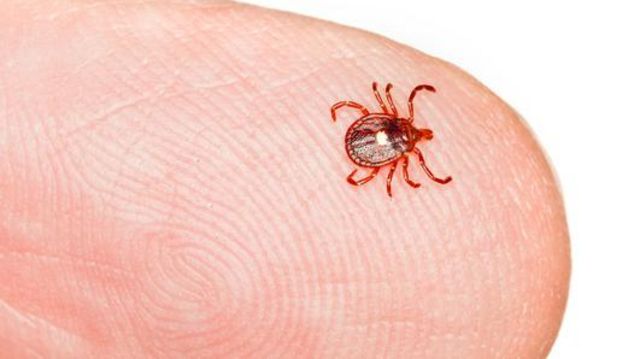 Febre maculosa: a estratégia inusitada de cientistas para criar vacina ...