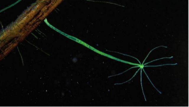 Biologie : 3 animaux "immortels" qui fascinent depuis des décennies ...