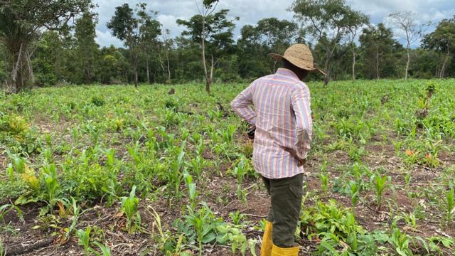 Ndị ọchịehi emebiela ugbo m ji ego 'loan' wee kọọ - Onye ọrụ ugbo n ...